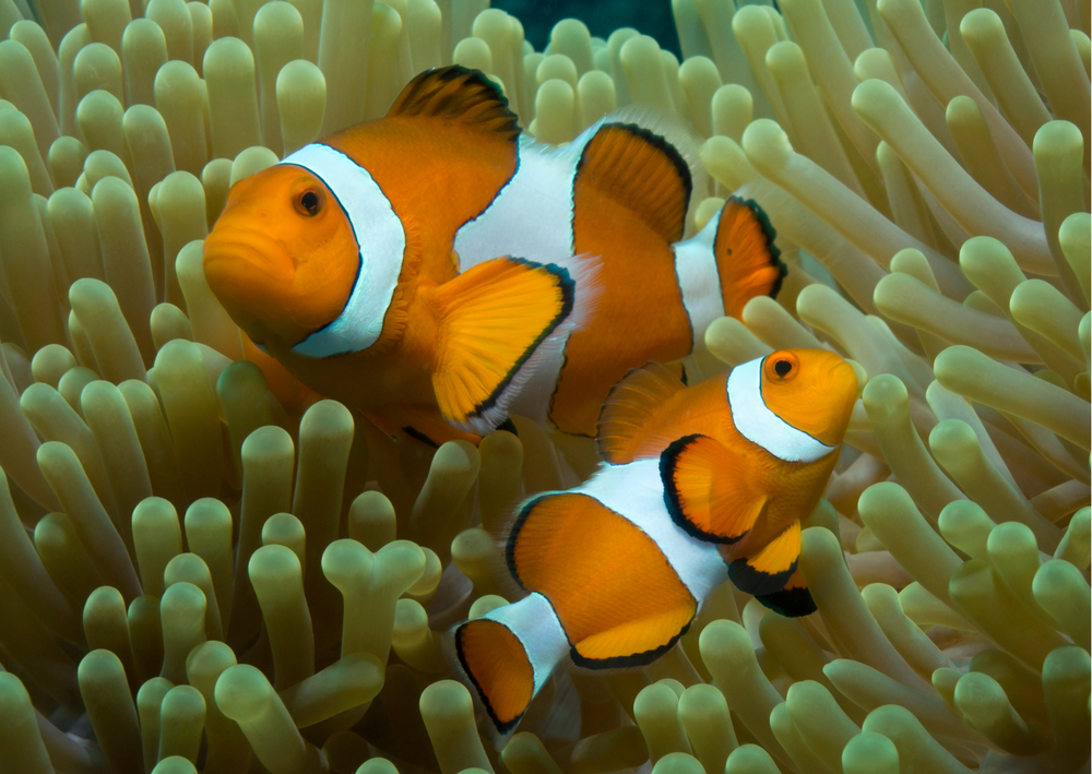 Fishes vs。 Fishの違い、意味、例