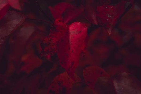 赤英語で(Red, Scarlet, Vermilion, Ruby, Cherry, Crimson差異と意味)